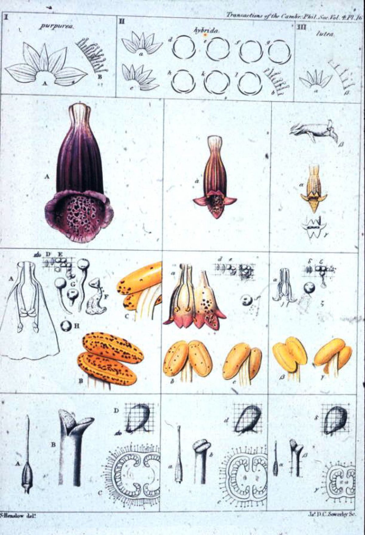 The Rising Path — CDC Studio
